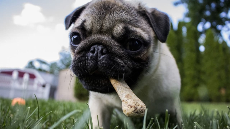 Can Dogs Eat Bones? — Are Raw and Cooked Bones Safe for Dogs?