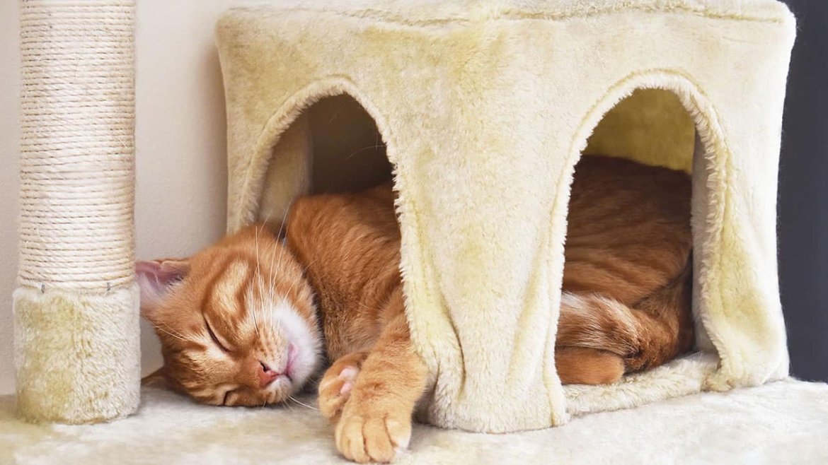 Cat Behavior Decoded: Understanding Feline Body Language for a Stronger ...