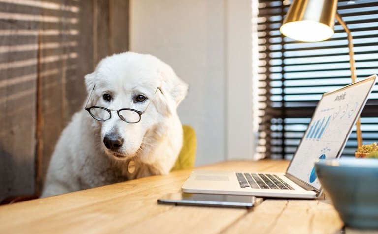 Unveiling the Canine Mind: Exploring the Intelligence of Dogs ...